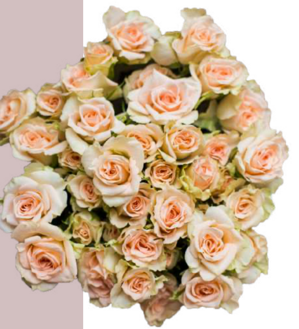 Spray Roses Sweet Sara – Badais International