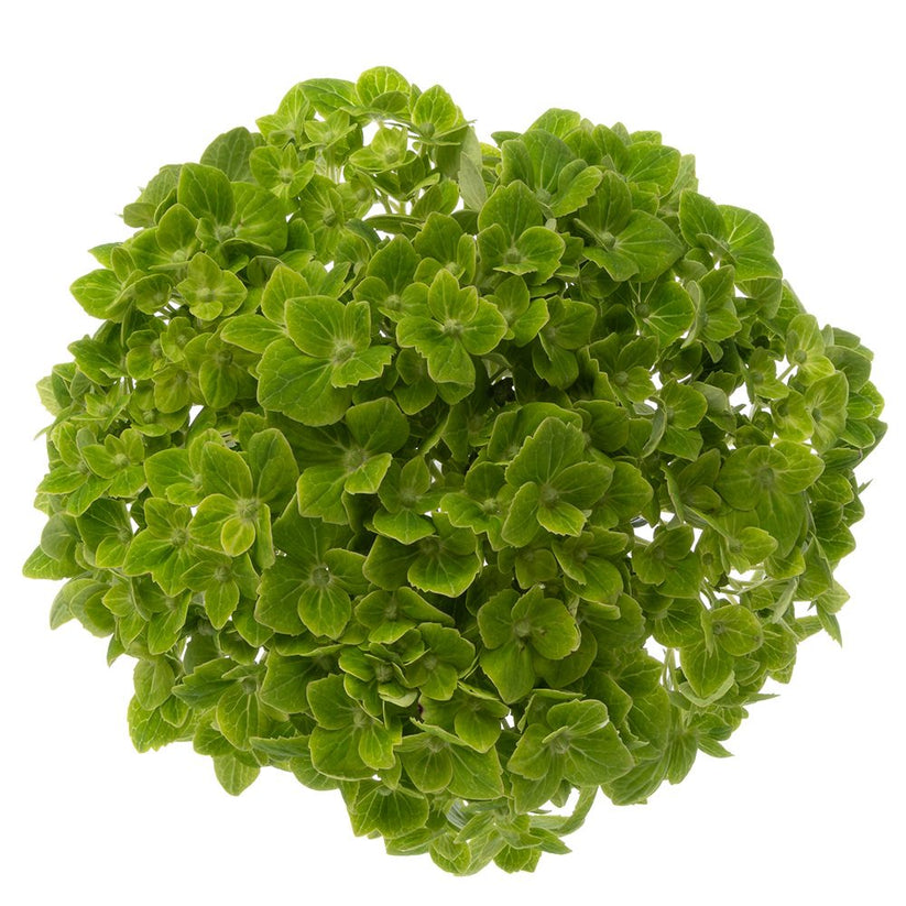 HYDRANGEA EMERALD GREEN – Badais International